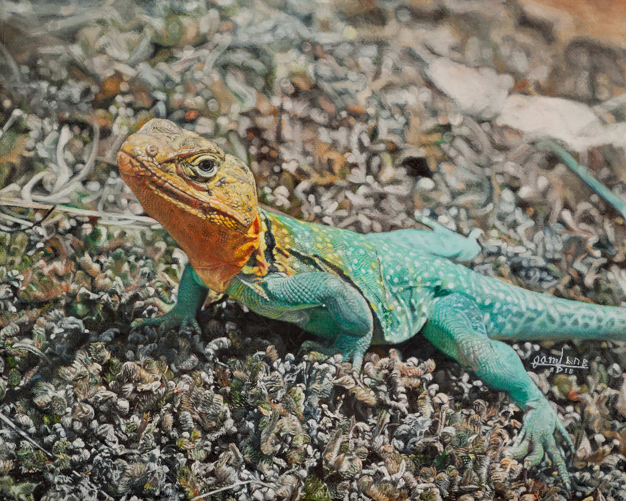 Collared Lizard – Joshua Martin Art